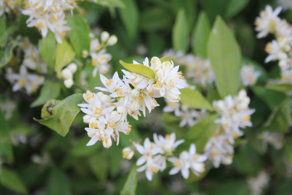 Agua de azahar: qué es, qué usos tiene en la cocina y dónde se puede ...