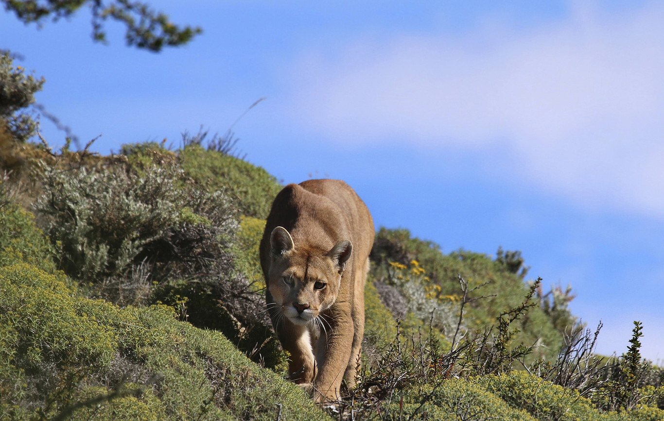 Guía de fotografía de fauna salvaje: esto es lo que nos recomiendan ...