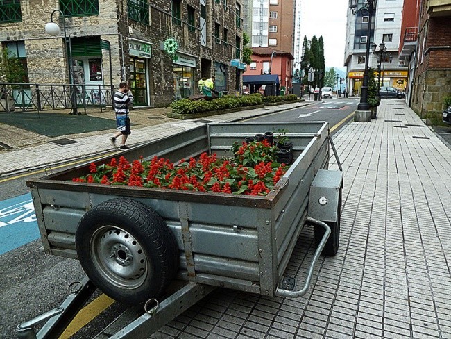 Cara de las bacas - Imagui