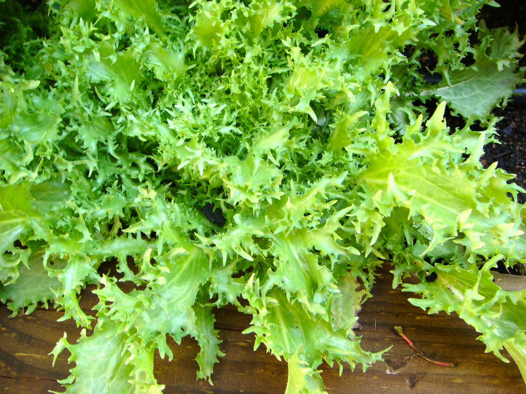 Muerte a la Iceberg: estas son las mejores ocho variedades de lechuga ...