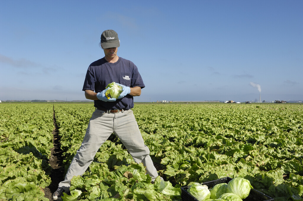 Deficiente, pero irreemplazable: cómo la lechuga iceberg conquistó el mundo