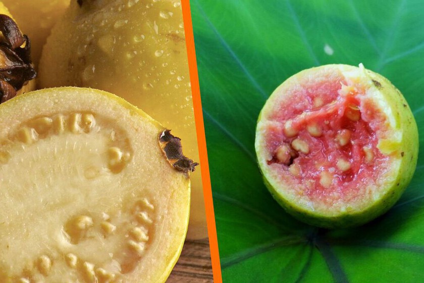 Cuál es la diferencia entre guayaba rosa y amarilla, ¿alguna es más ...