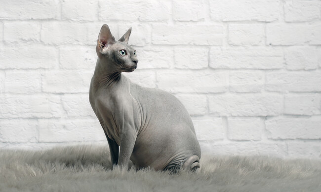 Esta raza de gato es una de las más peculiares y es apta para alérgicos