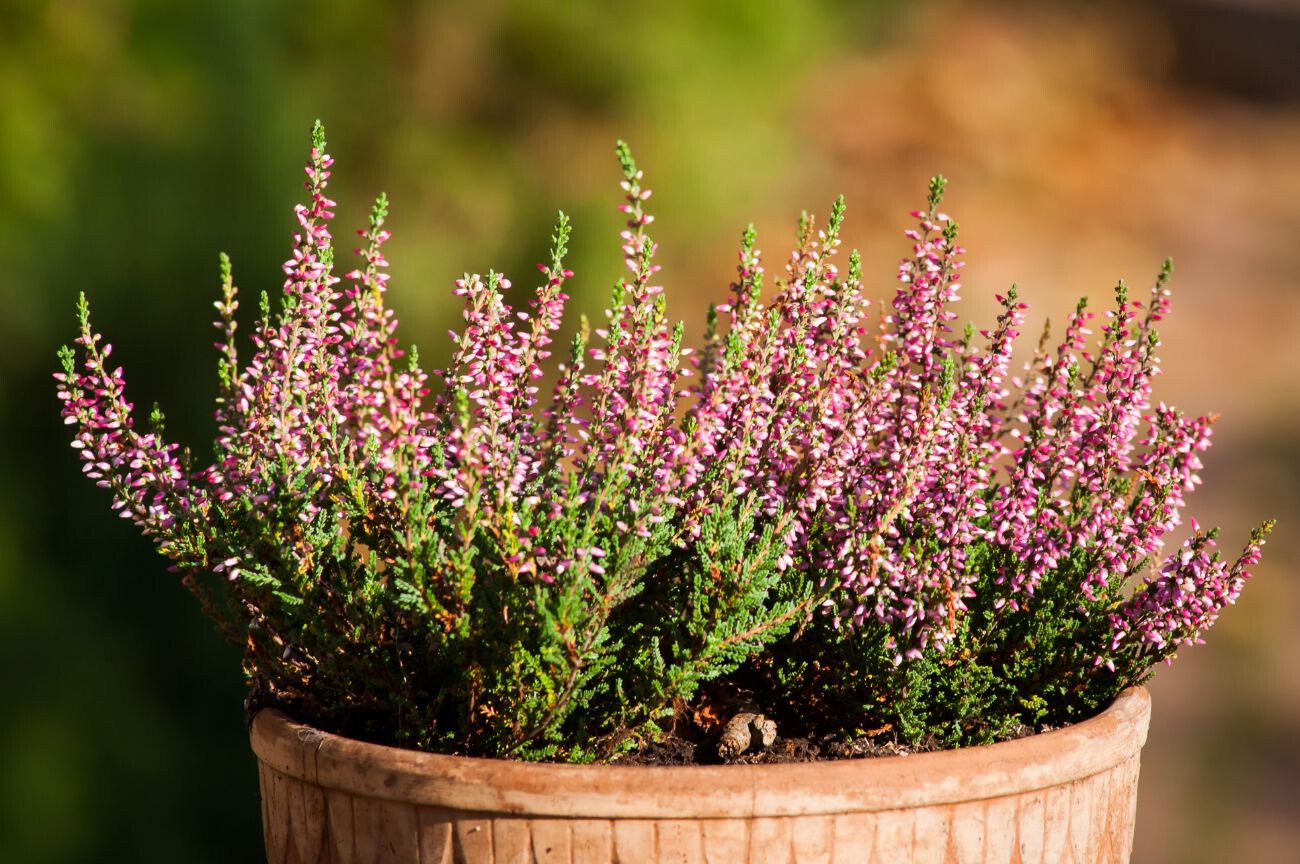 Cuidados del brezo: la planta ideal para dar color a tu terraza, y ...