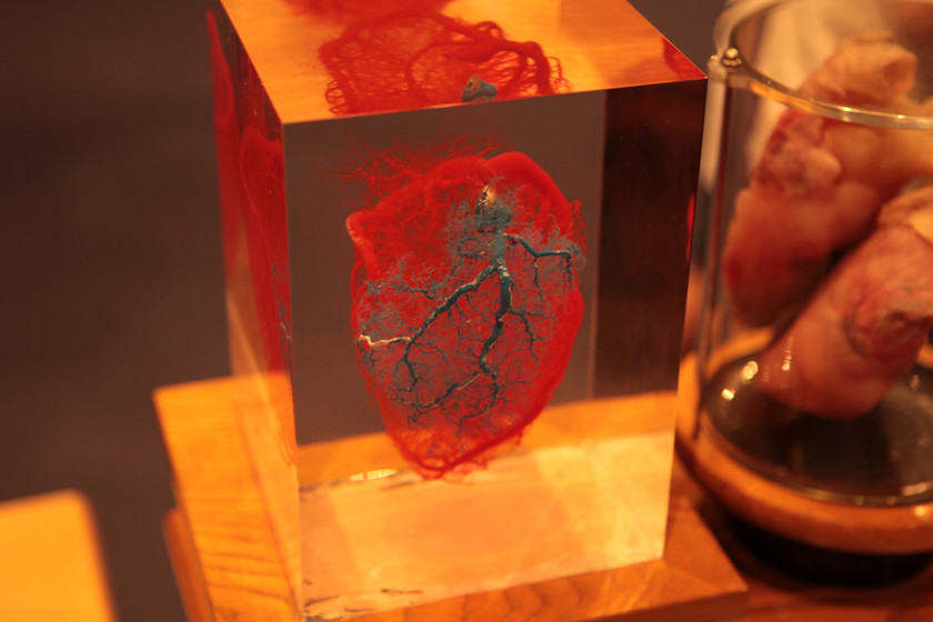 La gran aventura científica de crear un corazón bioartificial humano