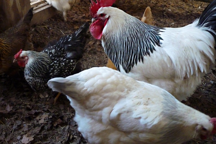 El rastro biológico más evidente de nuestra época será... el del pollo