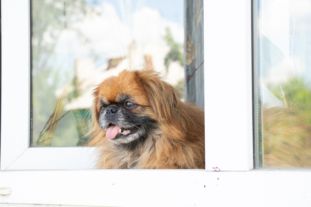 Todo sobre la raza de perro pequinés o pekinés: 13 fotos ...