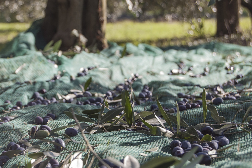 La debacle total del aceite "Made in Italy": 2019 será el segundo peor ...