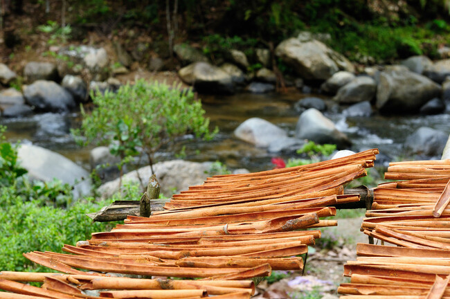Todo sobre la canela: propiedades, beneficios, qué es y cómo utilizarla ...