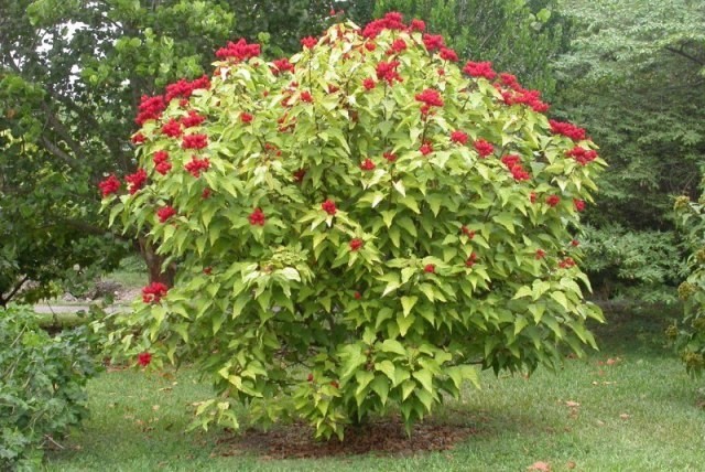 ¿Que es el achiote o axiote? Aprendamos un poco sobre este