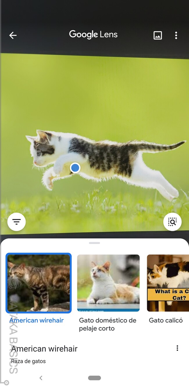 Google Lens: todo lo que puedes hacer con la aplicación de Google