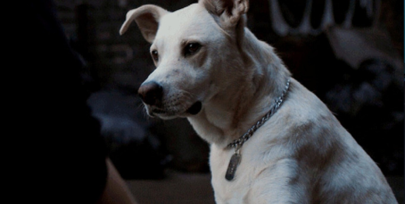 Krypto es el personaje más esperado de la próxima película de Superman ...