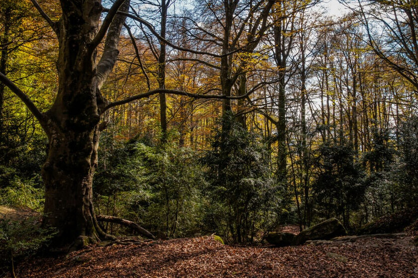 Un haya gigante en mitad de un bosque mágico en el corazón de Cataluña ...