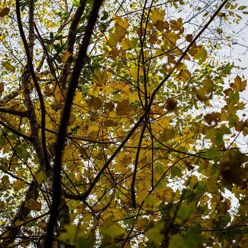 Los mejores paisajes de otoño los encuentras en este bosque de maple a tan sólo cuatro horas de ...