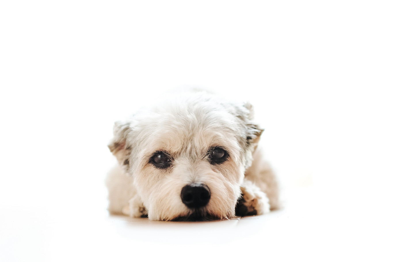 Guía de fotografía de mascotas: ideas y consejos esenciales para hacer ...