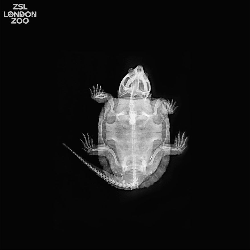 Así son las curiosas radiografías de una serpiente, una tortuga ...