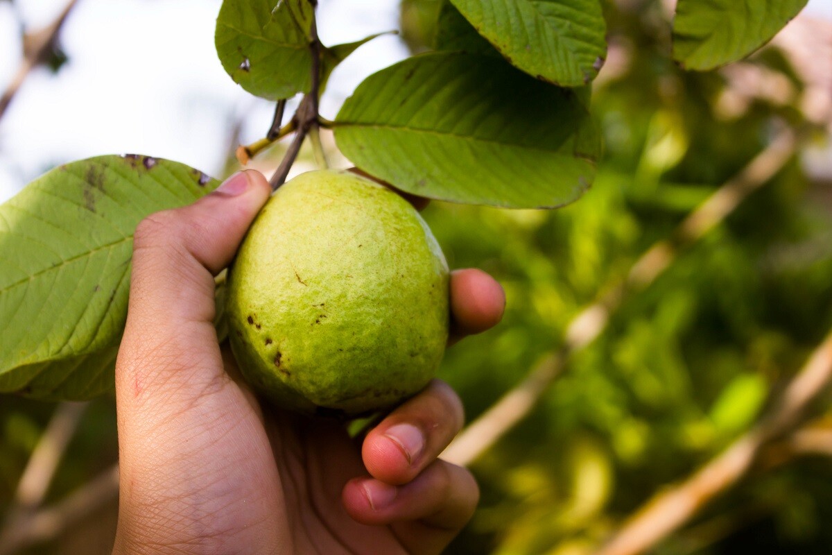 Beneficios de la guayaba para la salud