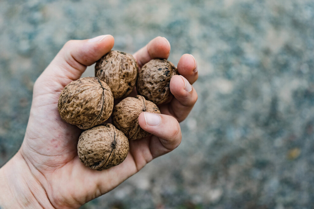 Nueces en la cocina, el fruto seco rico en grasas saludables ...