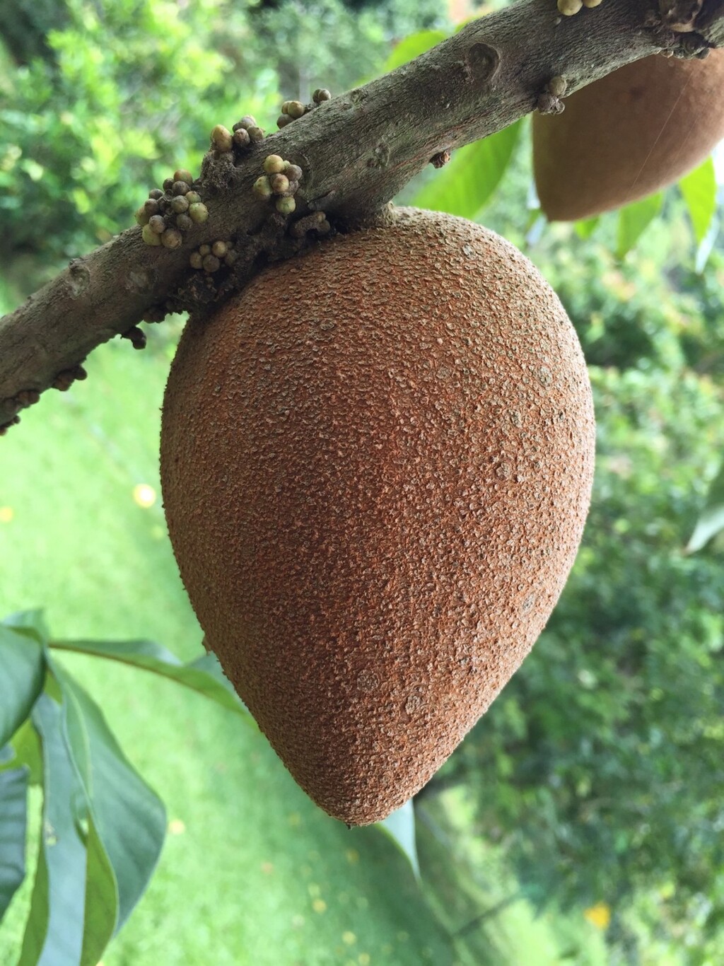 Mamey: una fruta 100% mexicana que tiene múltiples beneficios para ...