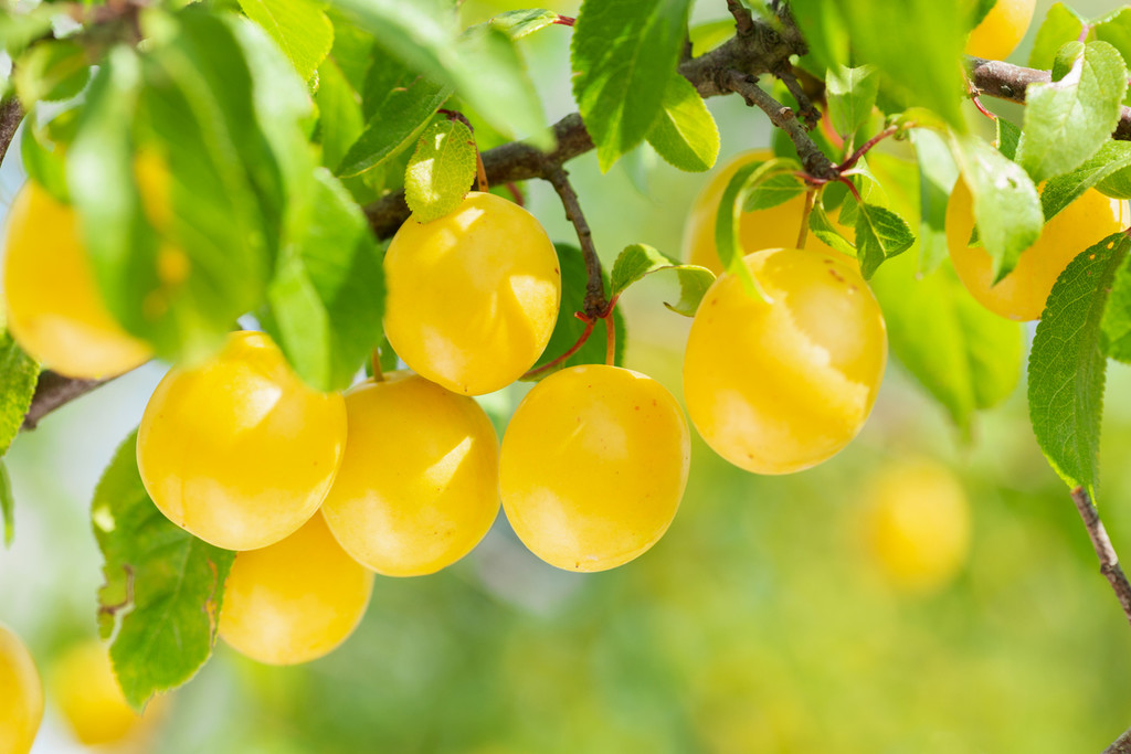 Ciruela, la fruta de finales de verano: propiedades, beneficios y cómo ...