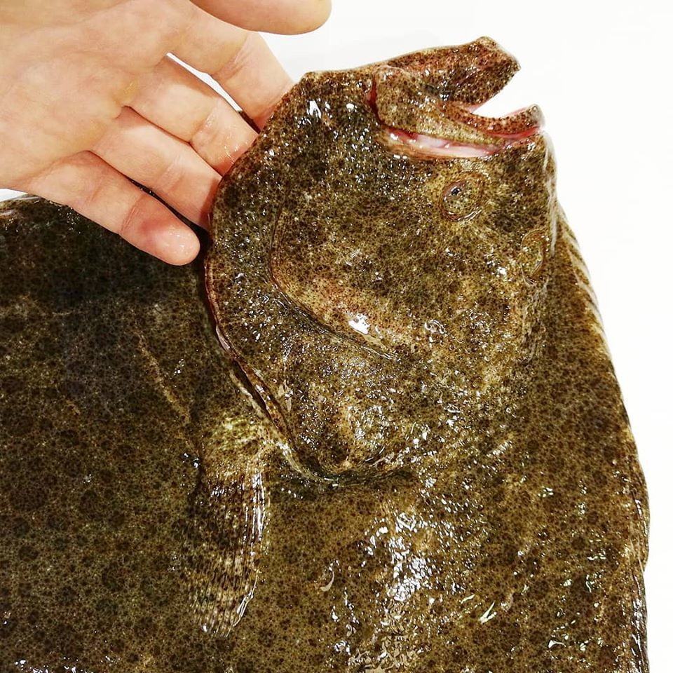 Las mejores recetas de rodaballo: cocina casera, fácil y tradicional de ...