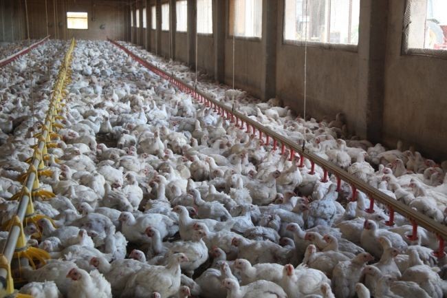 Entre pollos anda el juego ¿Quieres conocer las cualidades de esta carne?