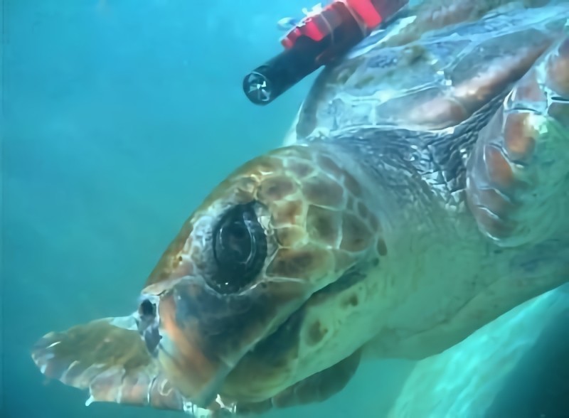 Crittercam, el mundo visto desde los ojos de los animales