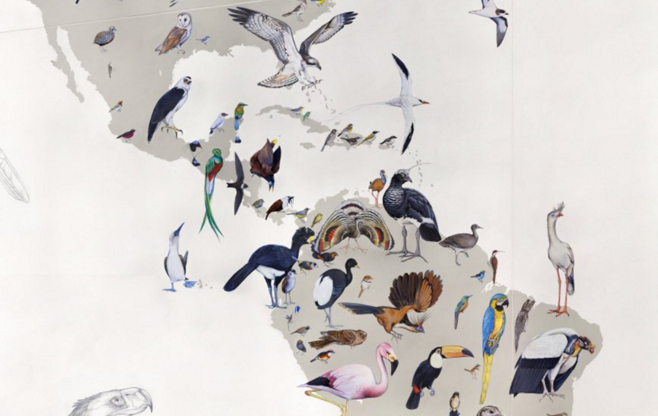 Wall of Birds: el mapa que recorre el fascinante universo de las aves ...