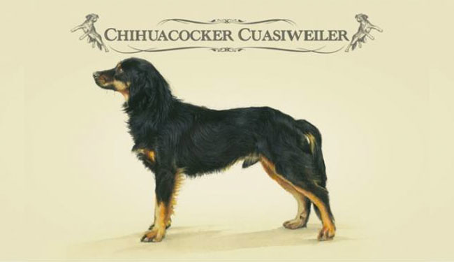 Las 900 razas únicas de perro en un refugio de Costa Rica: más allá del ...