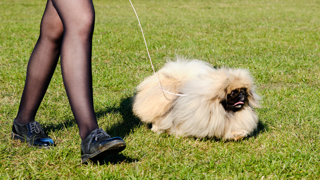 Todo sobre la raza de perro pequinés o pekinés: 13 fotos ...