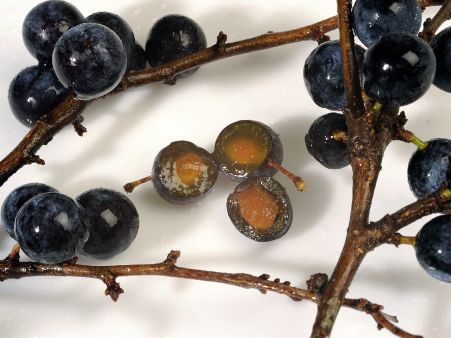 Descubre la endrina, la rica fruta silvestre más allá del pacharán ...