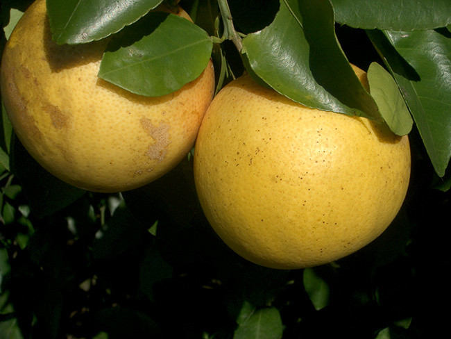 La Toronja, esa fruta con tantas cualidades