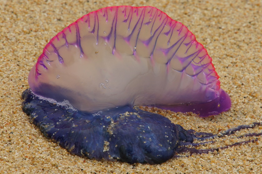 Qué es la carabela portuguesa, y qué tienes que hacer si sufres una ...