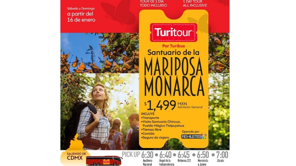 La mejor época para ver las mariposas monarca ha llegado: lánzate con ...