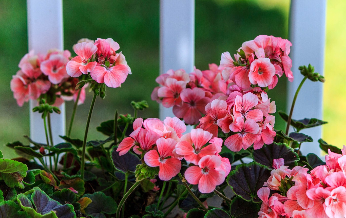 ¿Los geranios de tu balcón no tienen flor? Estas son las claves para ...