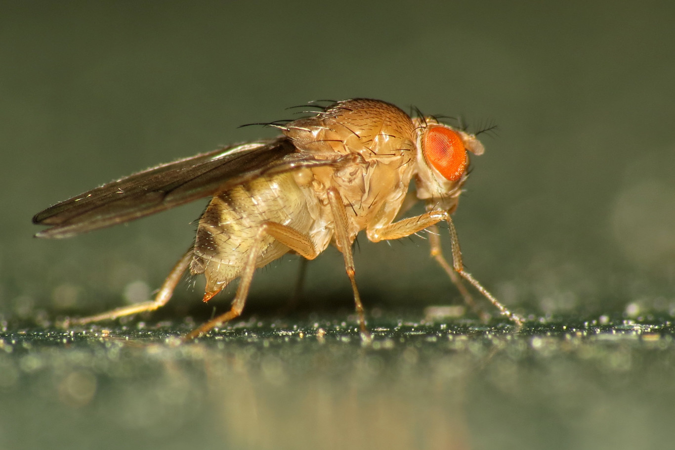 Siete animales que cambiaron la ciencia para siempre