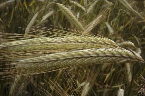 Los cereales en la alimentación infantil: el centeno