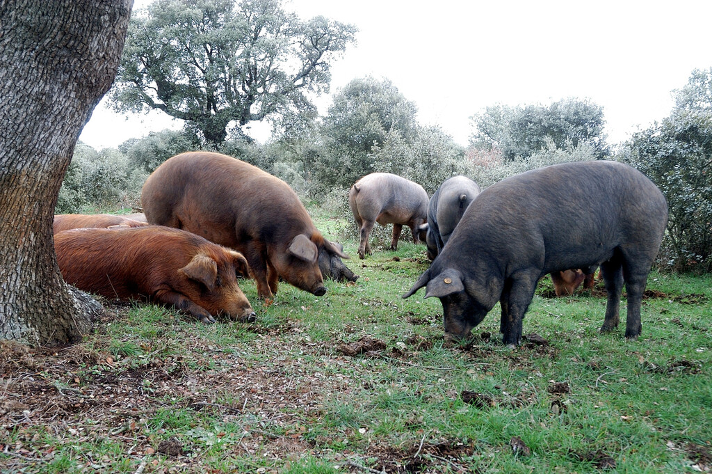 Siete razas de cerdo españolas tan buenas (o casi) como el ibérico: del ...