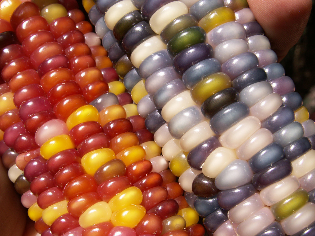 Este maíz multicolor es tan maravilloso, que querrás saber todo sobre ...