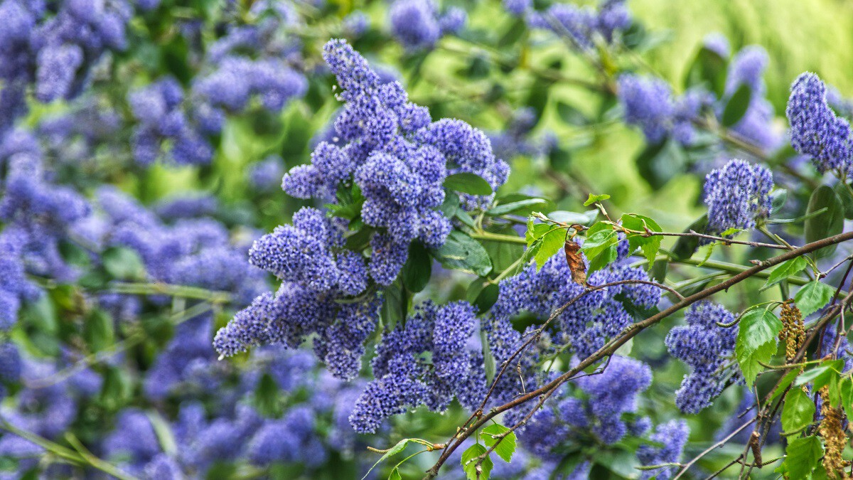 Tres plantas perfectas para atraer mariposas a tu jardín este verano
