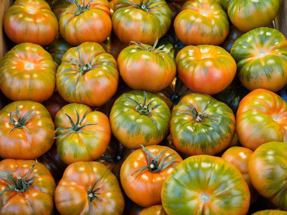 El Tomate Raf almeriense está en plena temporada en invierno: qué es ...