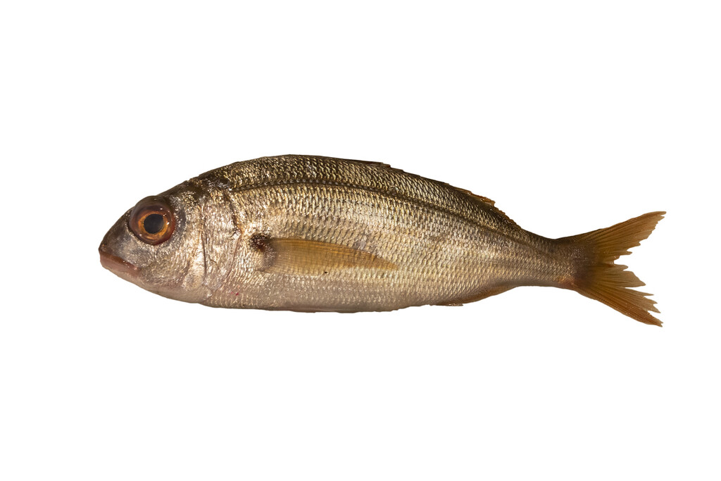 Estas son las siete especies de pescado libres de mercurio (y además ...