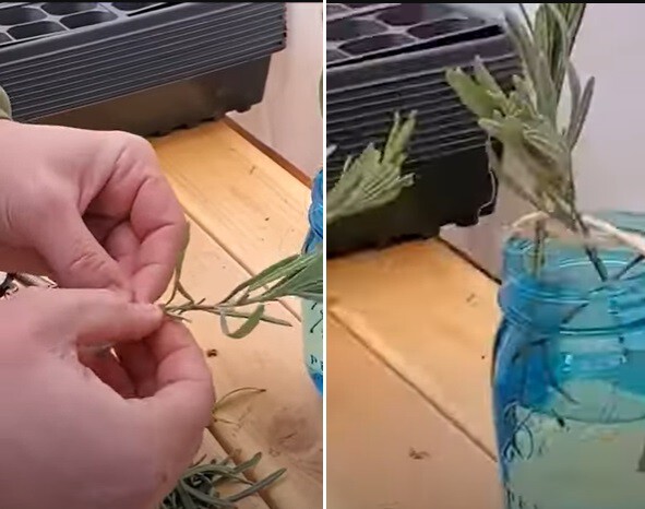 Tutorial: Cómo reproducir la lavanda mediante el enraizamiento en agua