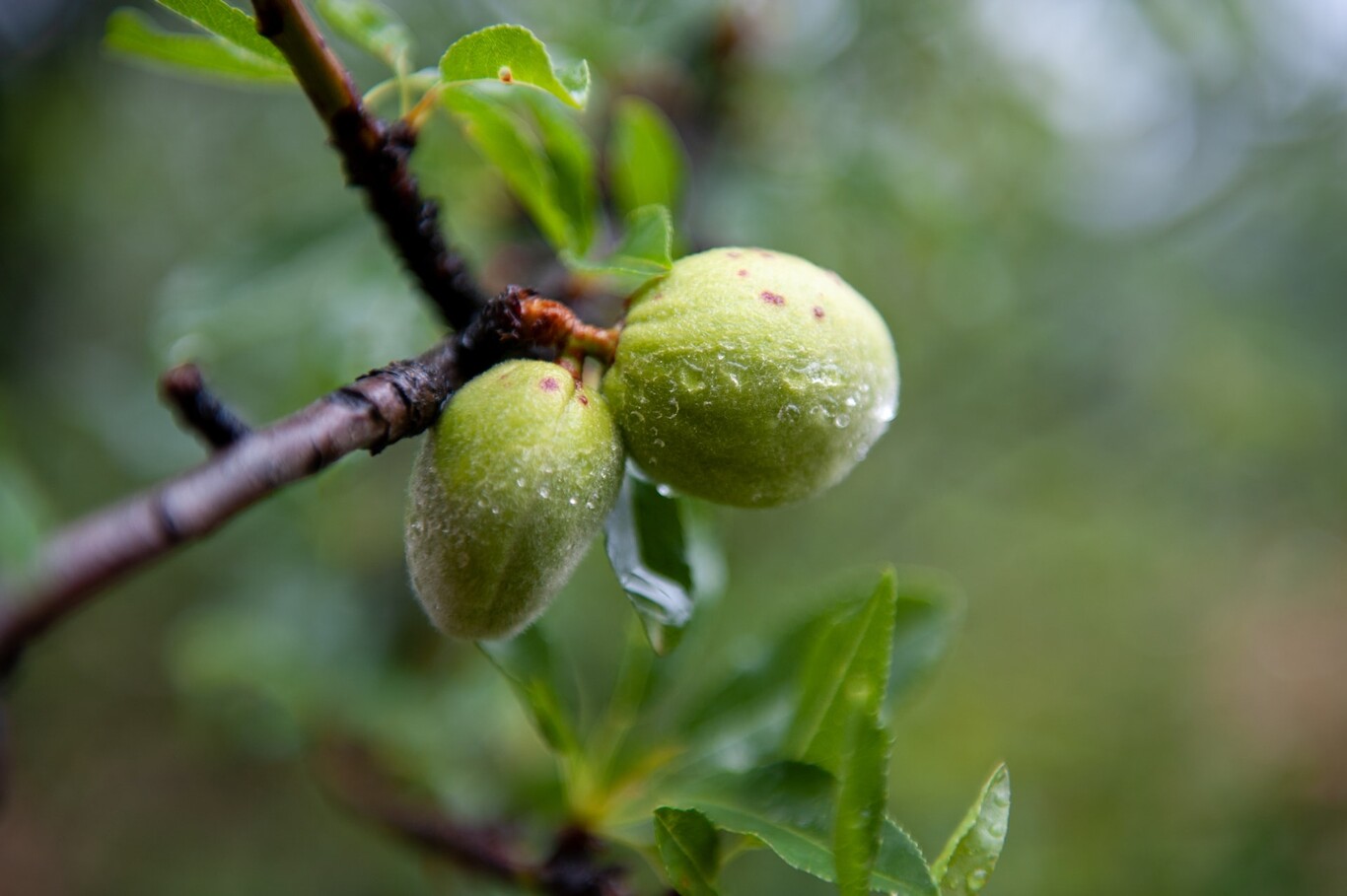 Redescubre la almendra, el fruto seco más popular: sus propiedades ...