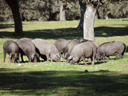 La raza Duroc, su origen y usos en la cría de cerdos en España