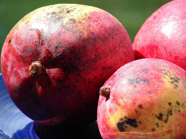 Qué hacer con las manchas negras de los mangos: se pueden o no comer ...