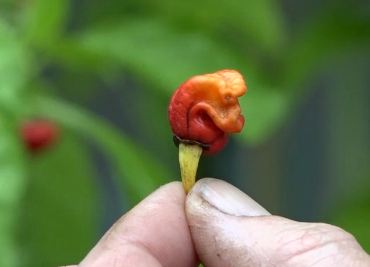 Este pequeño chile llamado Aliento de Dragón es tan picante que podría ...