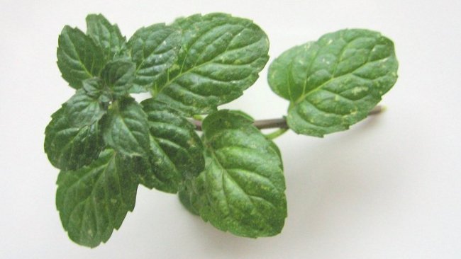 La menta y sus múltiples propiedades