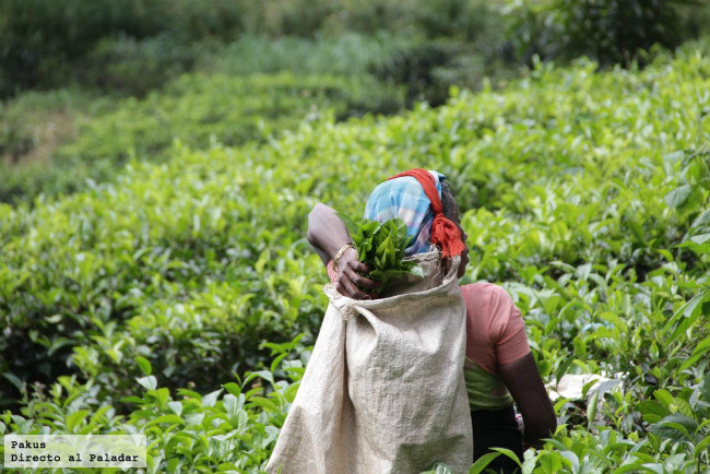 El viaje del té, desde la planta a la taza