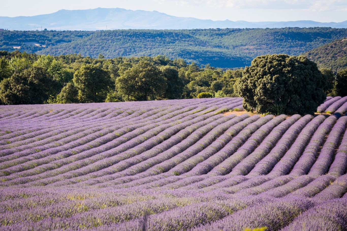 Festival de la lavanda de Brihuega, el festival con el mejor aroma de ...